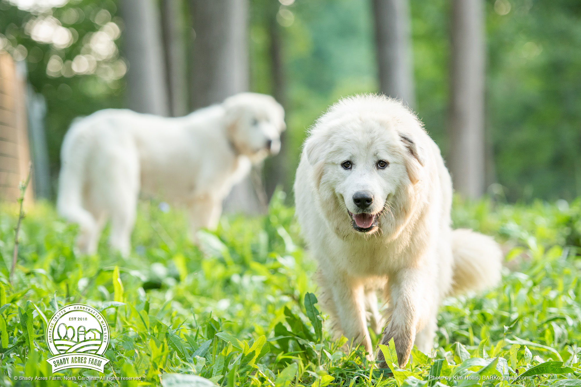 Great Pyrenees – Shady Acres Farm