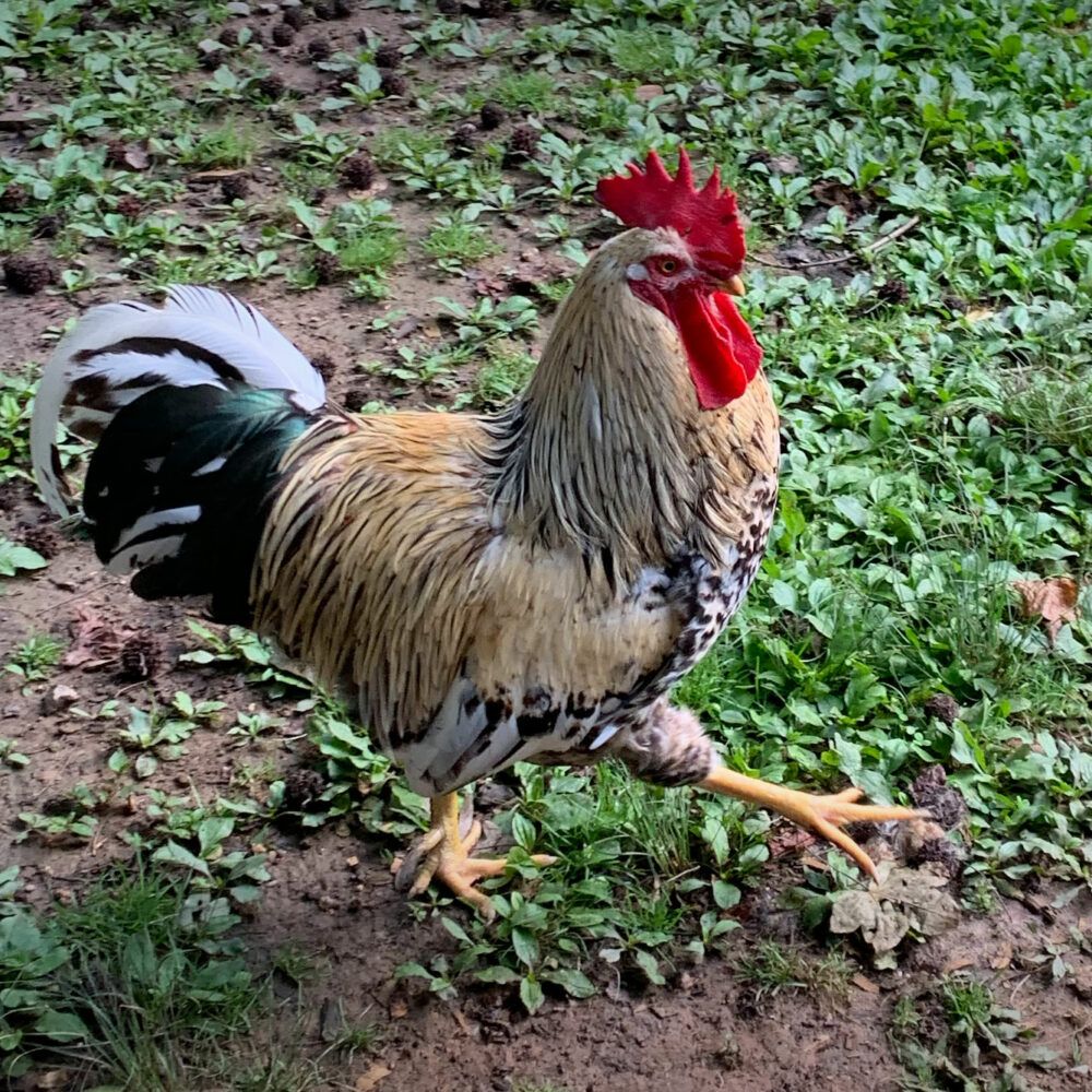 Rabbits – Shady Acres Farm