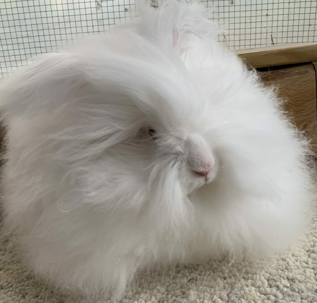 Rabbits – Shady Acres Farm