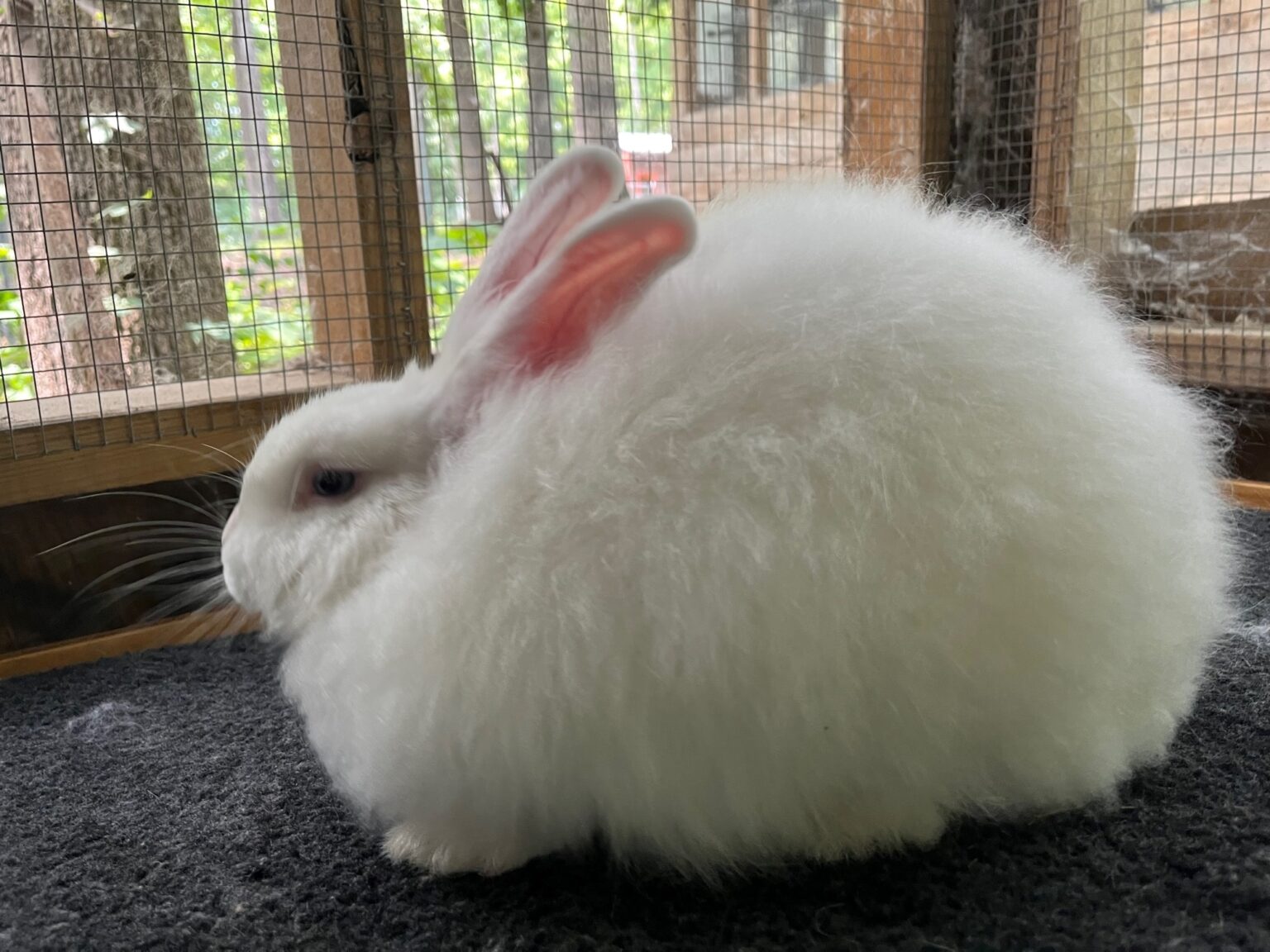 Rabbits – Shady Acres Farm